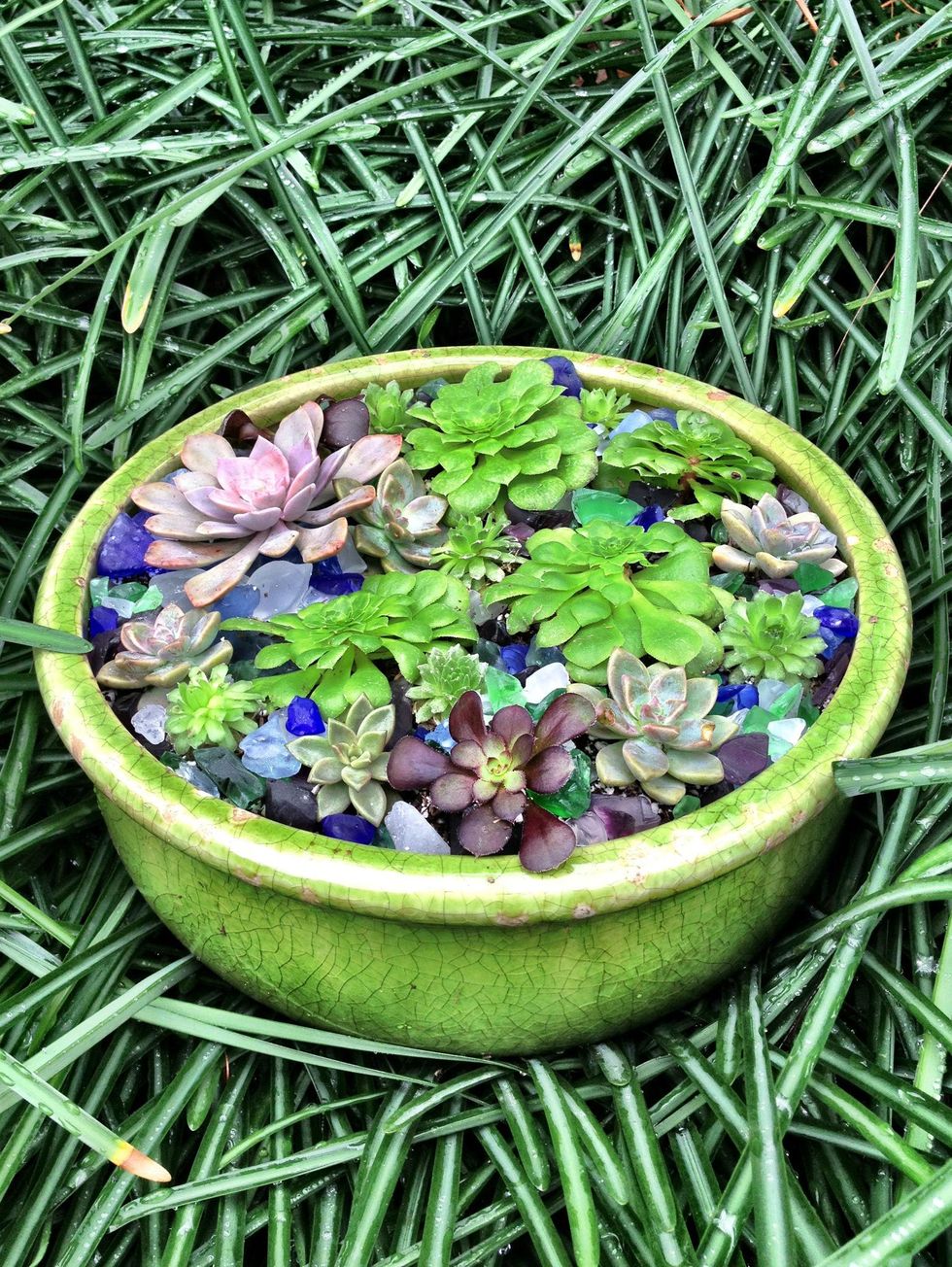 How to make a succulent dish garden - B+C Guides