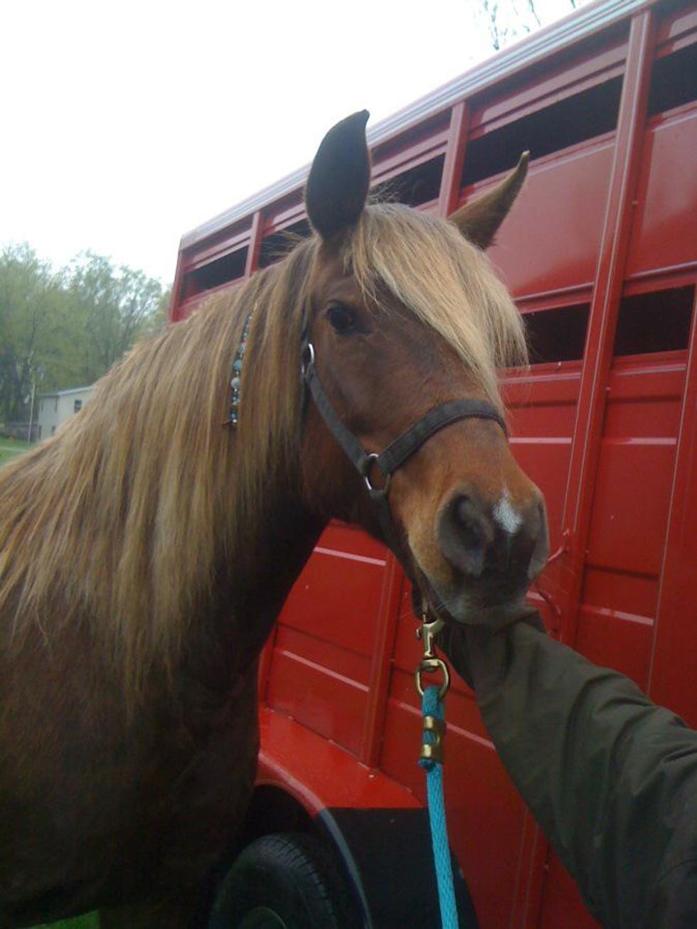 How to make cute beaded mane clips for your horse - B+C Guides