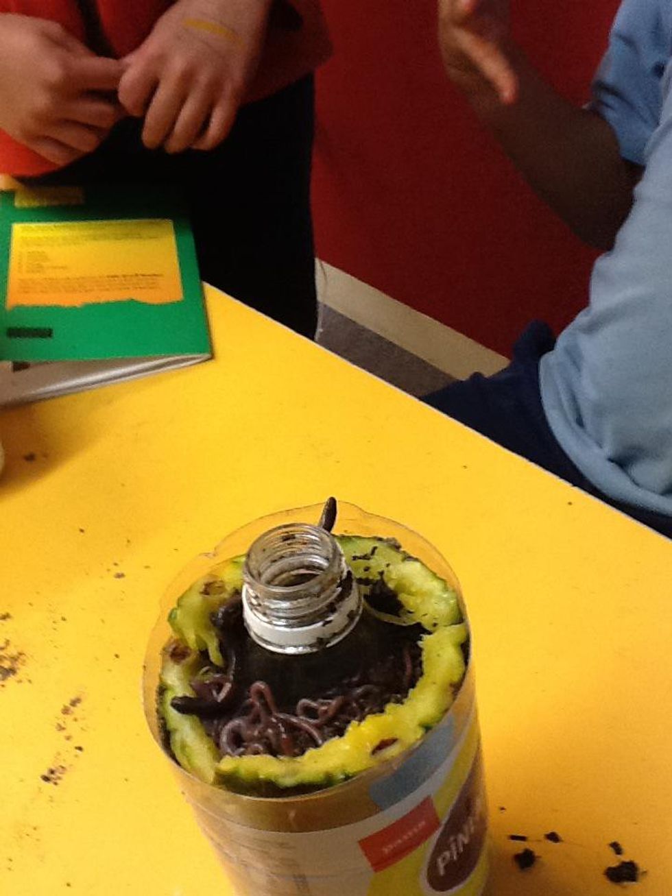 How to make an earthworm farm - B+C Guides