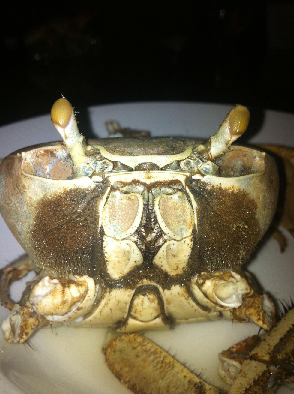 How to dominican crab !! xd - B+C Guides