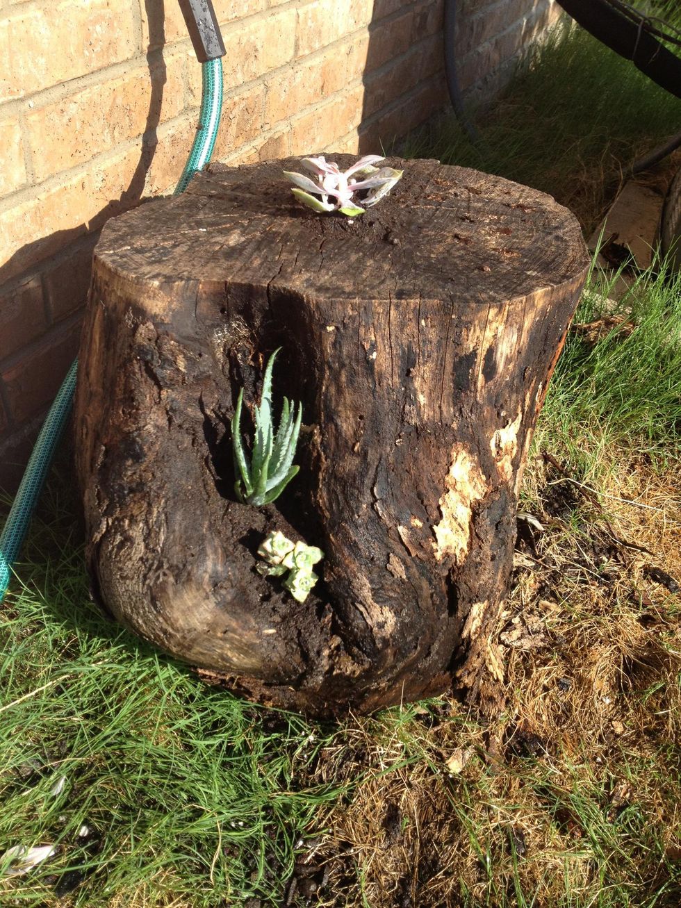 How to plant succulents in a tree stump - B+C Guides