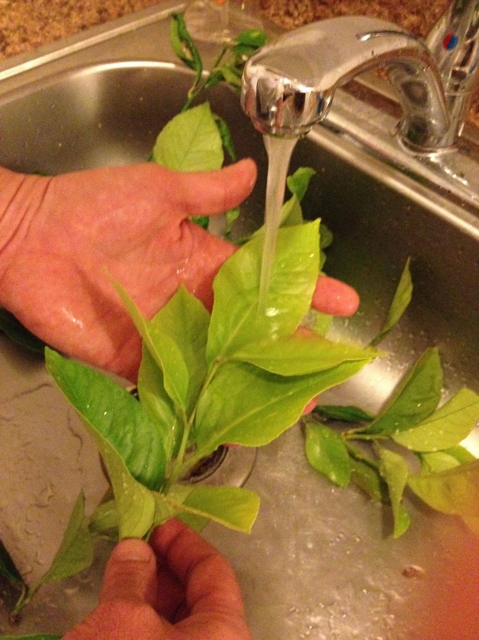 How to make lemon leaf tea - B+C Guides