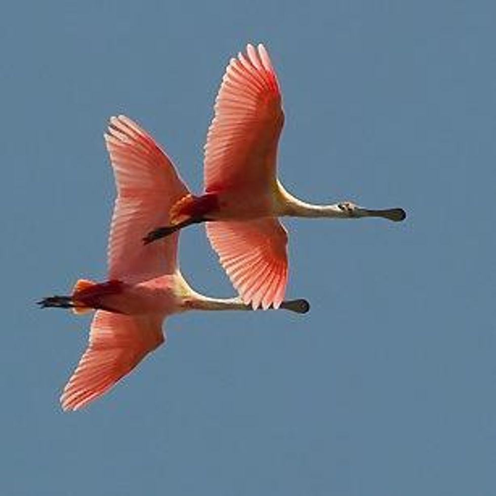 How to watch birds in rio - B+C Guides