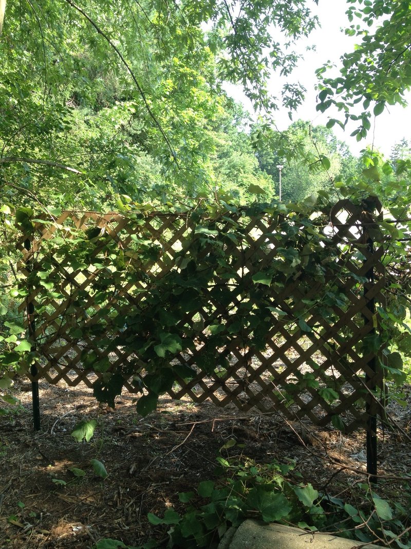 Lattice Fence Attaching To Wood Omega Lattice Trellis Fence Panel