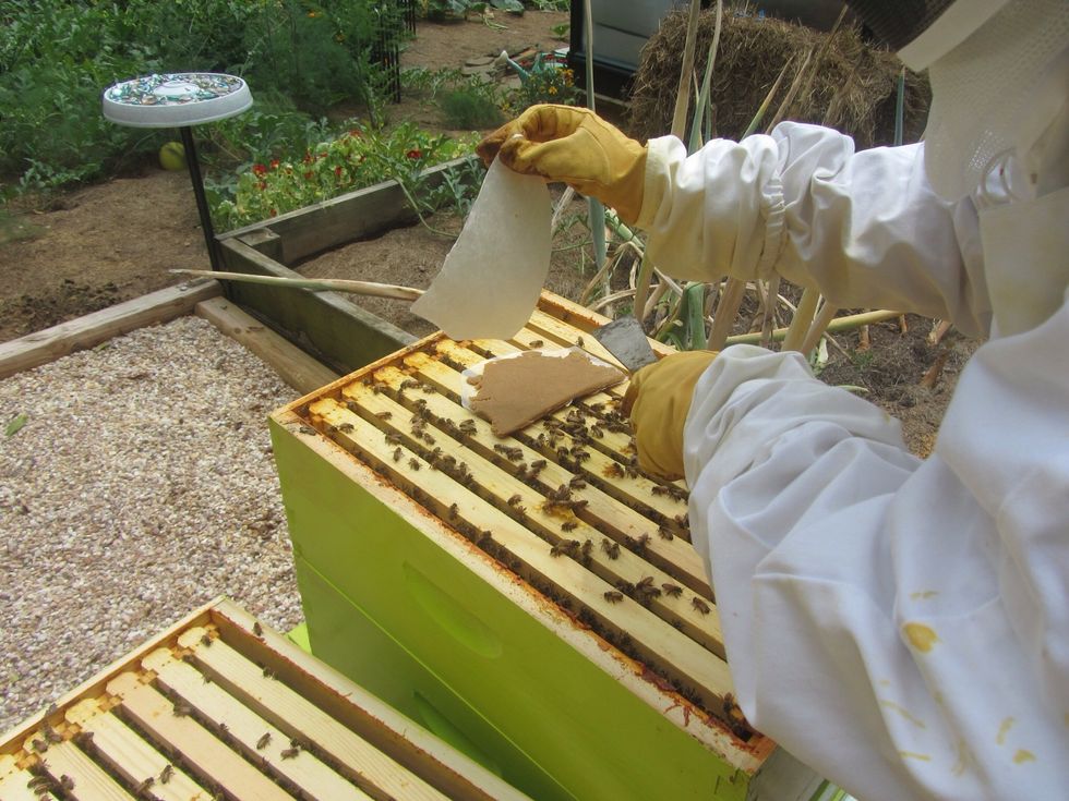 How to make pollen patties for bees - B+C Guides