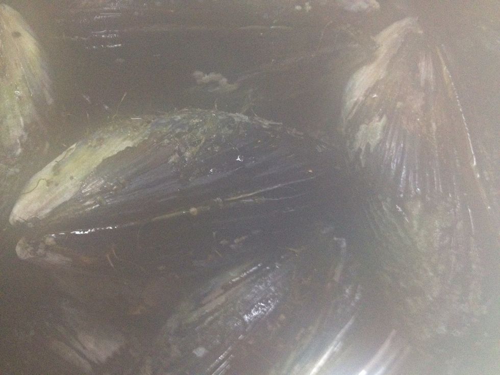 How to prepare and cook wild mussels - B+C Guides