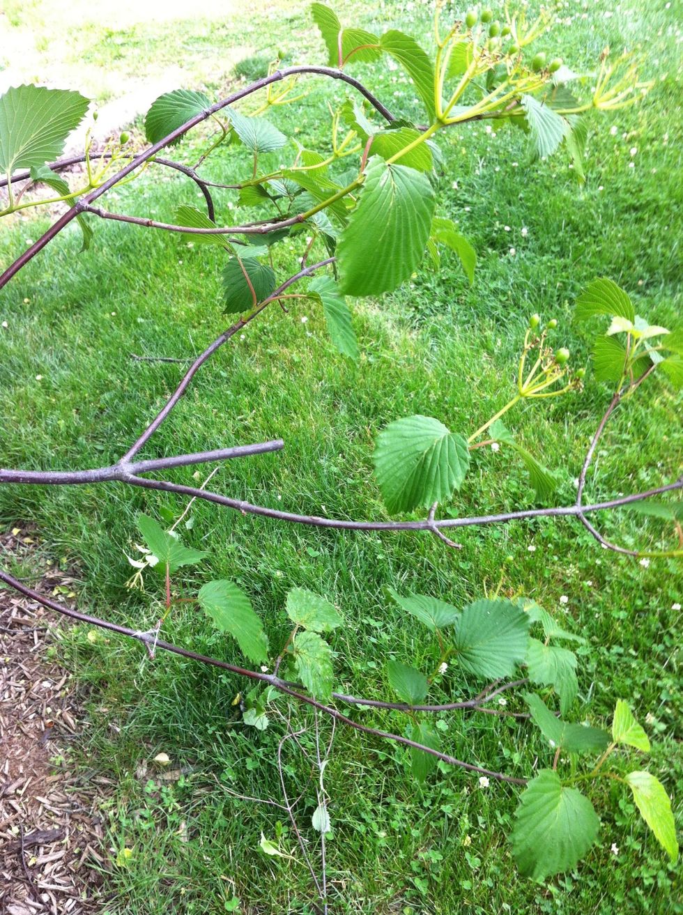 How to prune small branches - B+C Guides