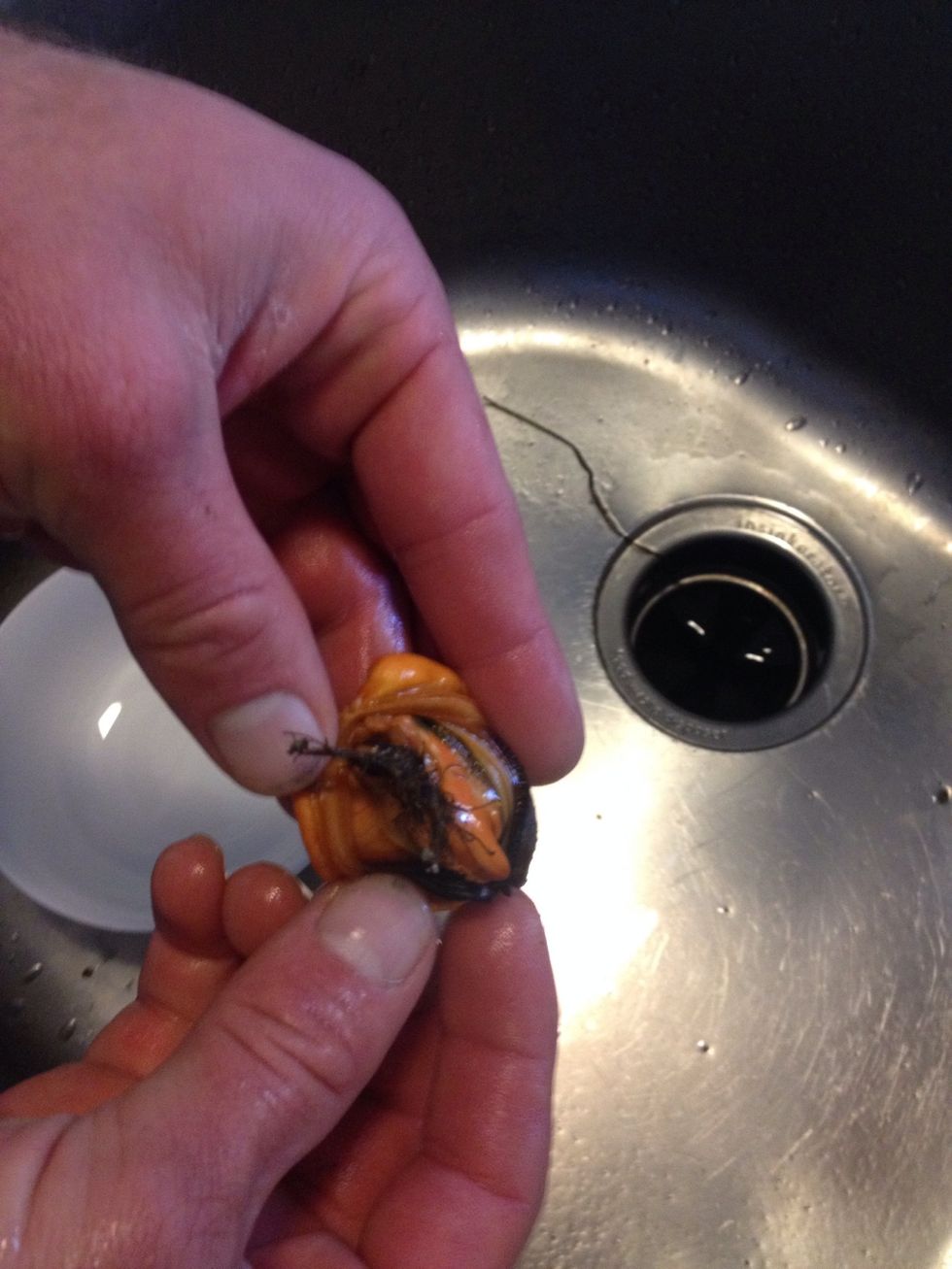 How to prepare and cook wild mussels - B+C Guides