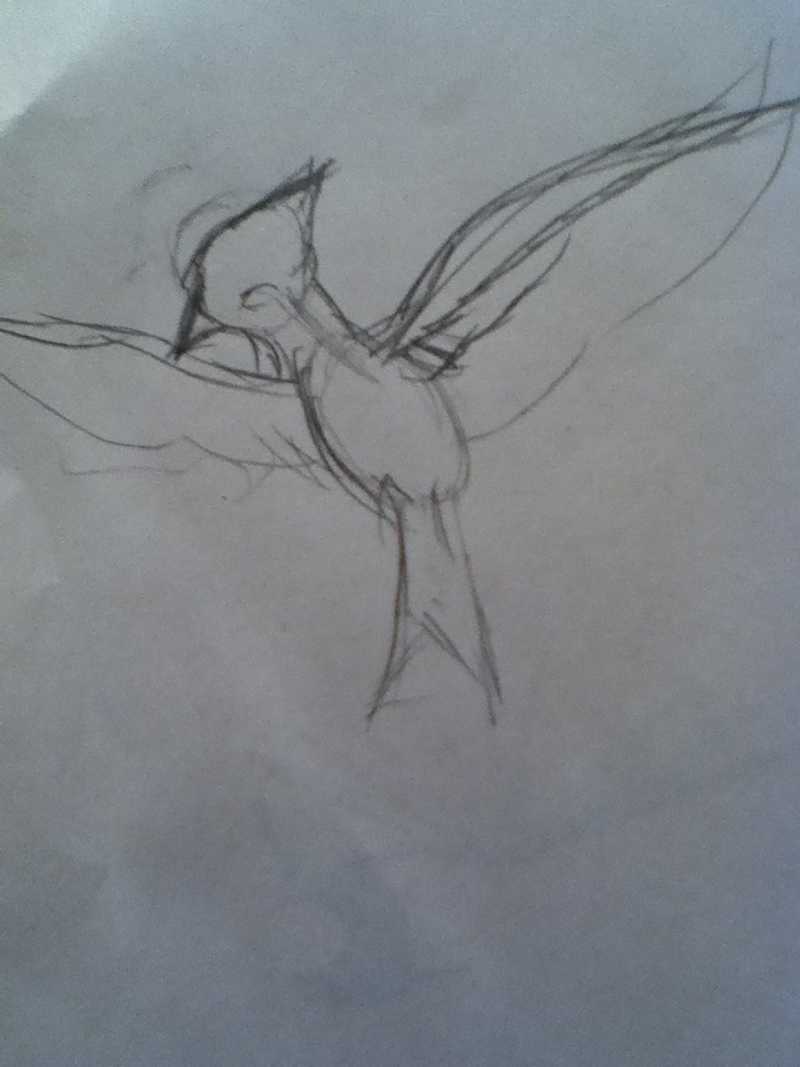 mockingjay bird drawing