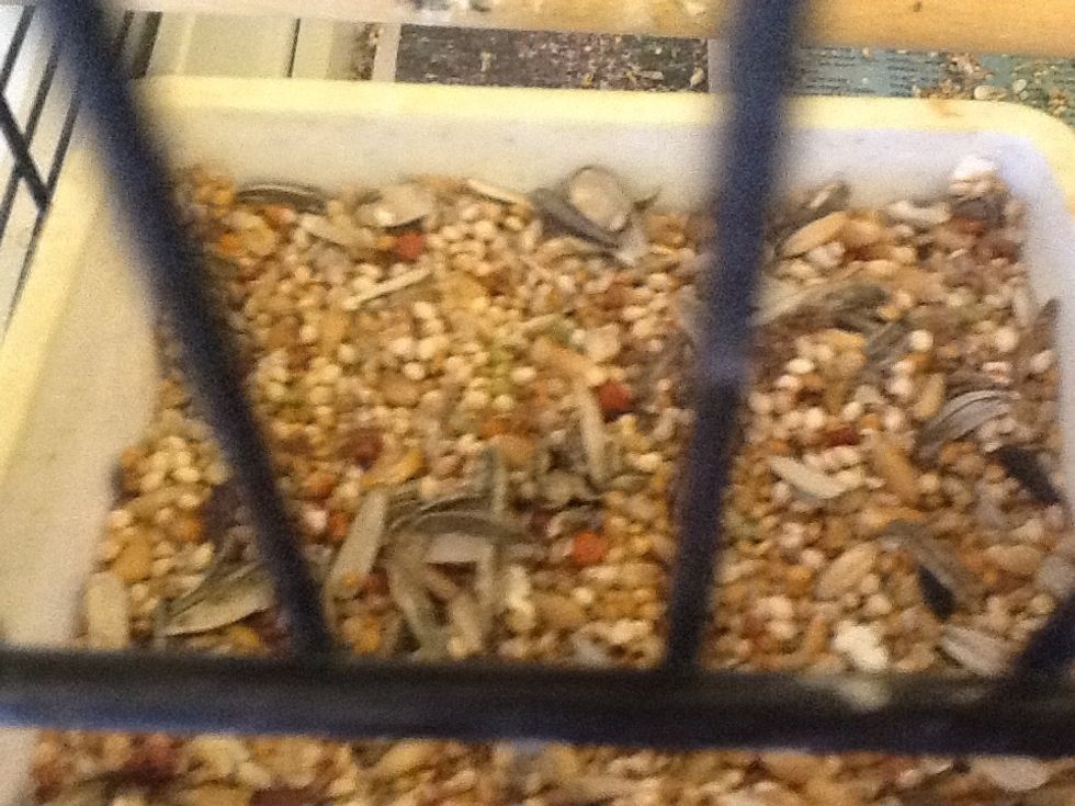 How to clean a birds cage - B+C Guides