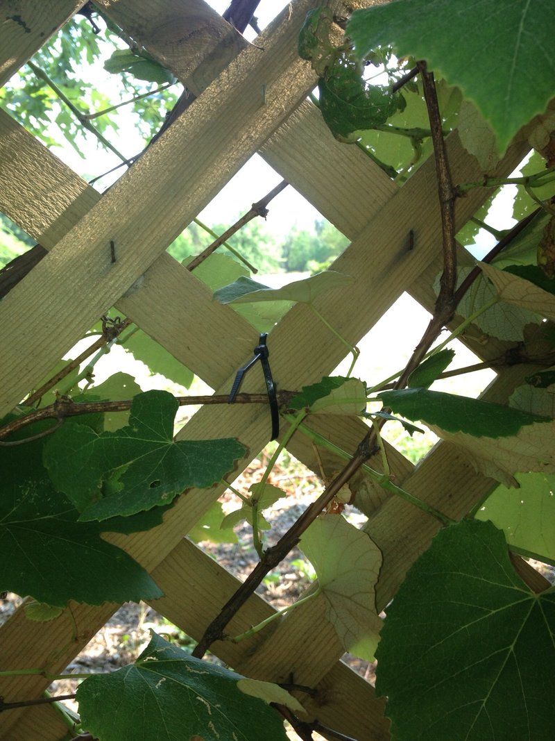 Building A Lattice For Grapevines Build Your Own Grape Vine Arbor.