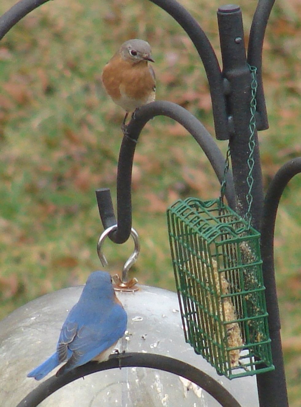 How to make bird suet from scratch - B+C Guides