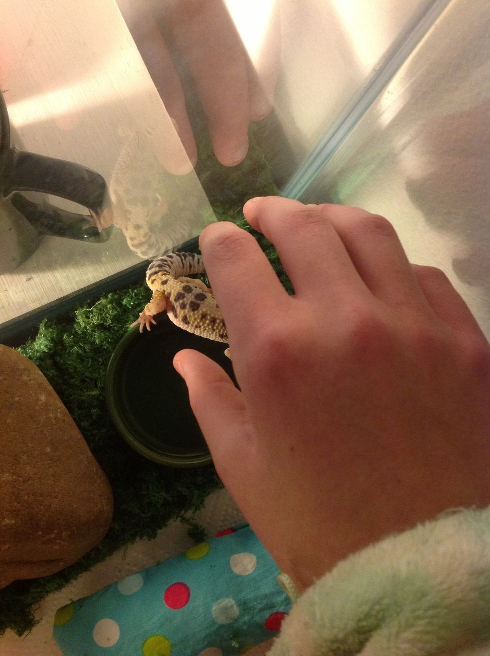 How to pick up a gecko - B+C Guides