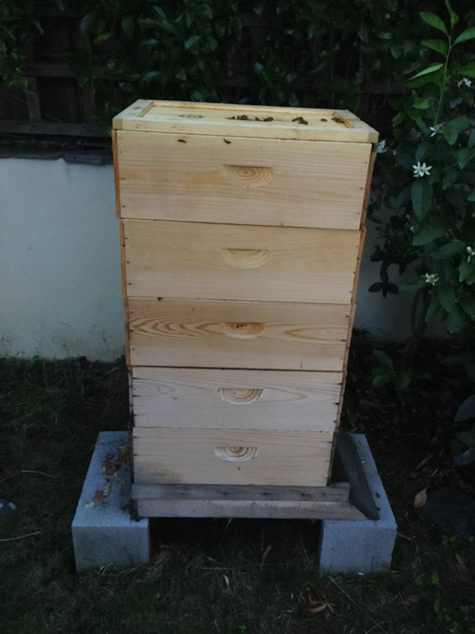 How to use a bee escape board - B+C Guides