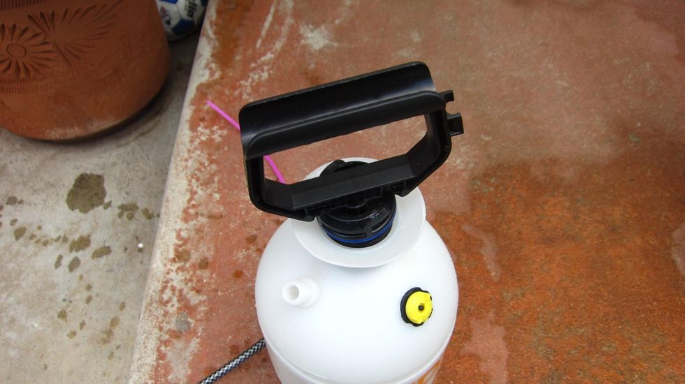 How to Get Rid of Aphids With Ceylon Cinnamon Oil - B+C Guides