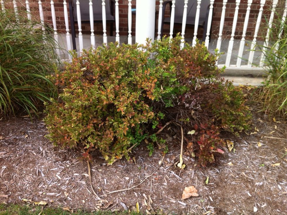 How to rejuvenate prune spirea shrubs - B+C Guides