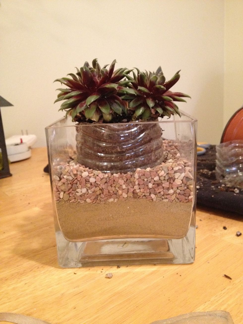 How to create a small succulent arrangement - B+C Guides