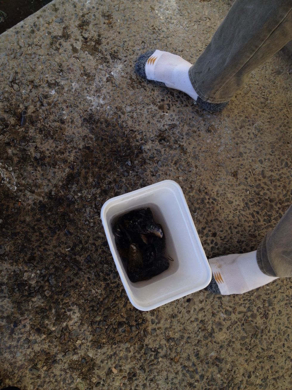 How to prepare and cook wild mussels - B+C Guides