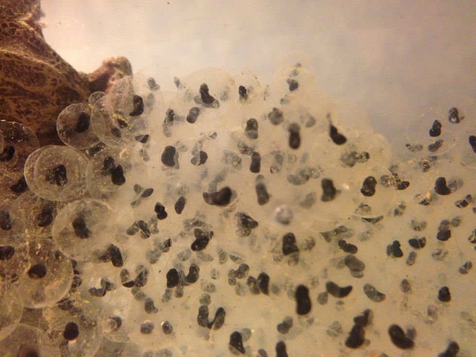 How to raise tadpoles - B+C Guides