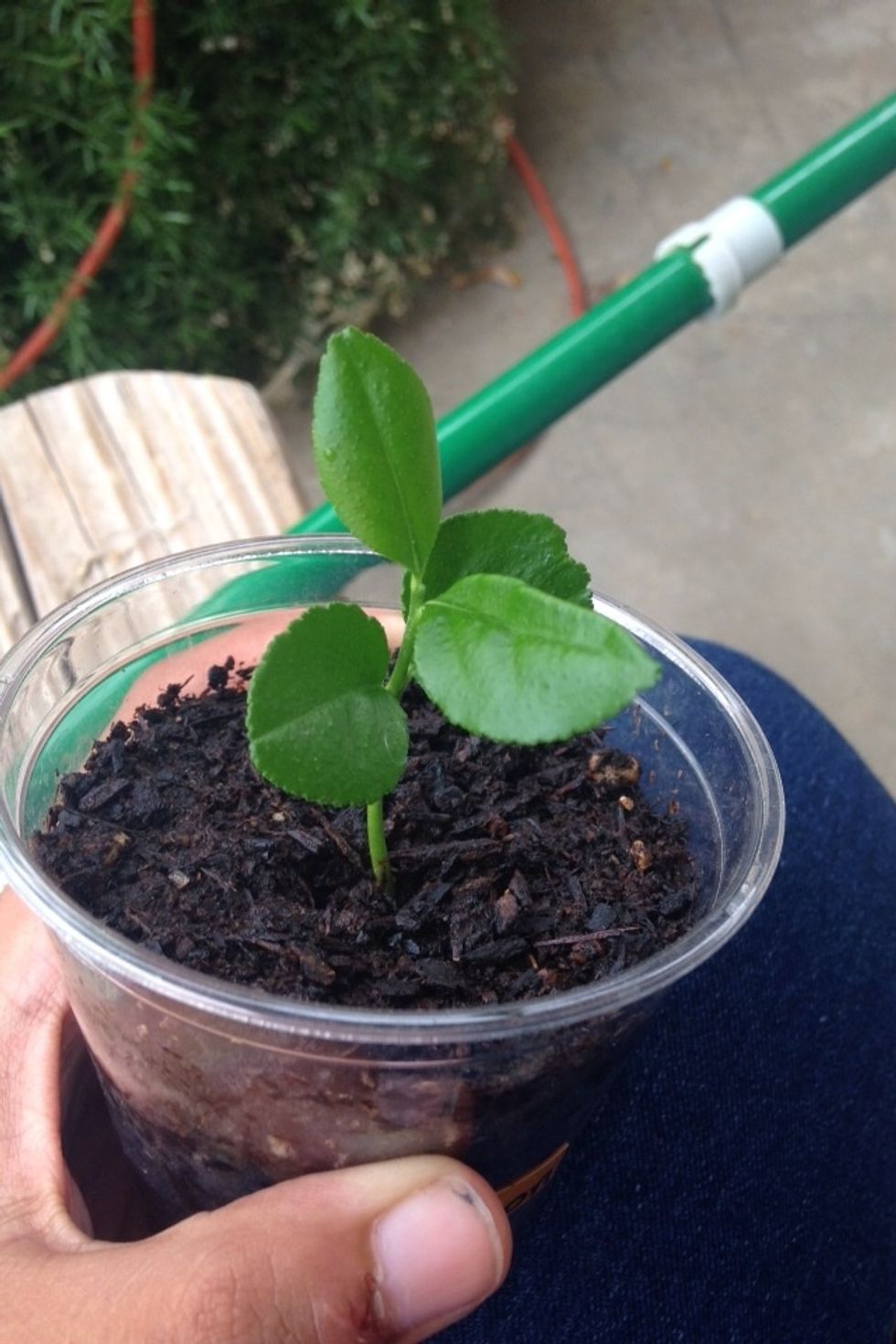 How to germinate and grow a lemon tree - B+C Guides