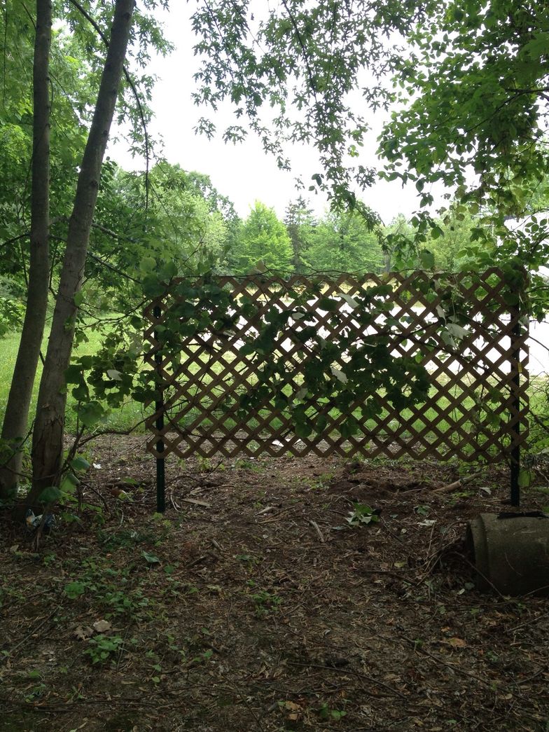 Diy Lattice Fence