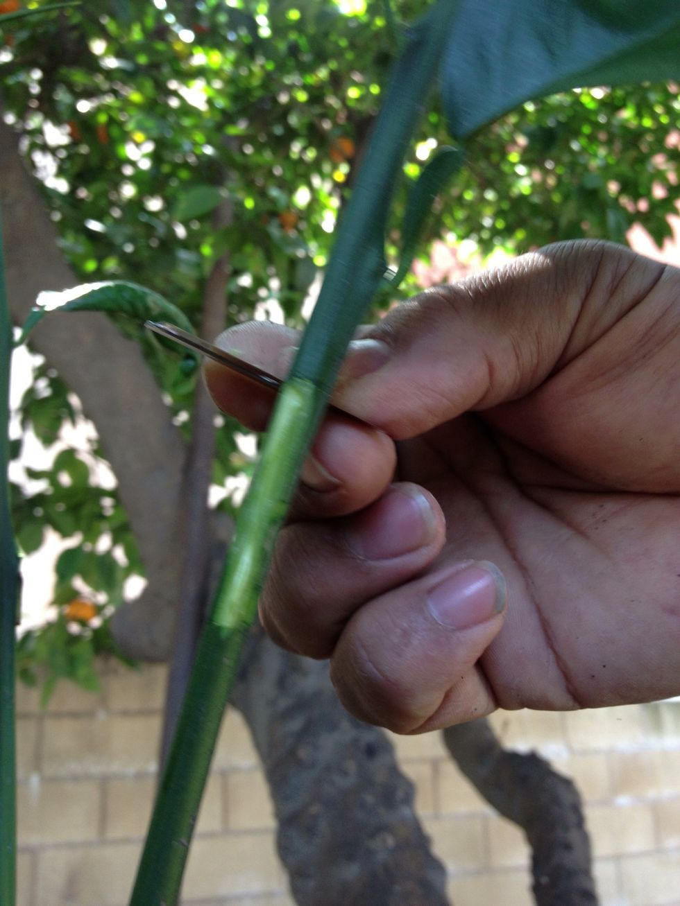 How to propagate an orange tree by air layering - B+C Guides