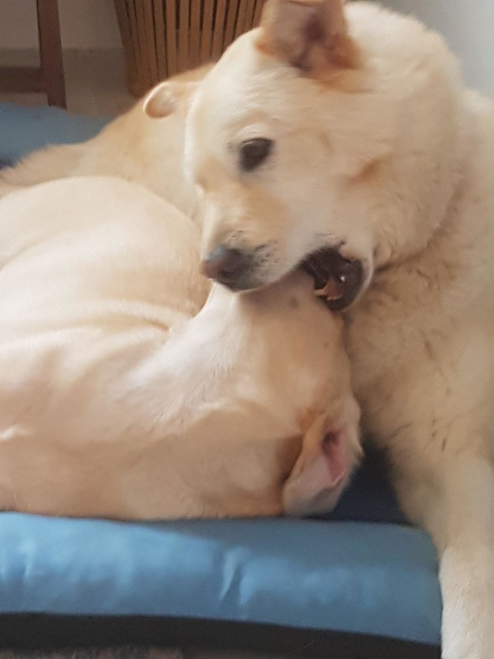 How to submit a dog - B+C Guides