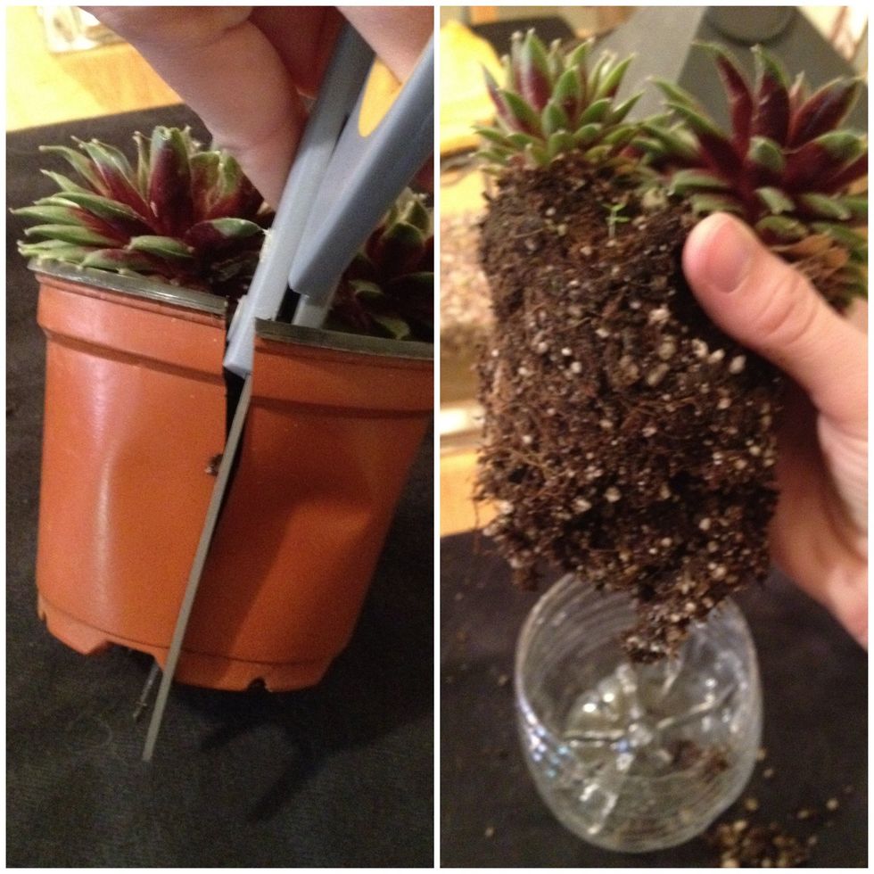 How to create a small succulent arrangement - B+C Guides