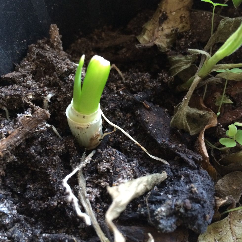 How to re-grow spring onions from the supermarket - B+C Guides